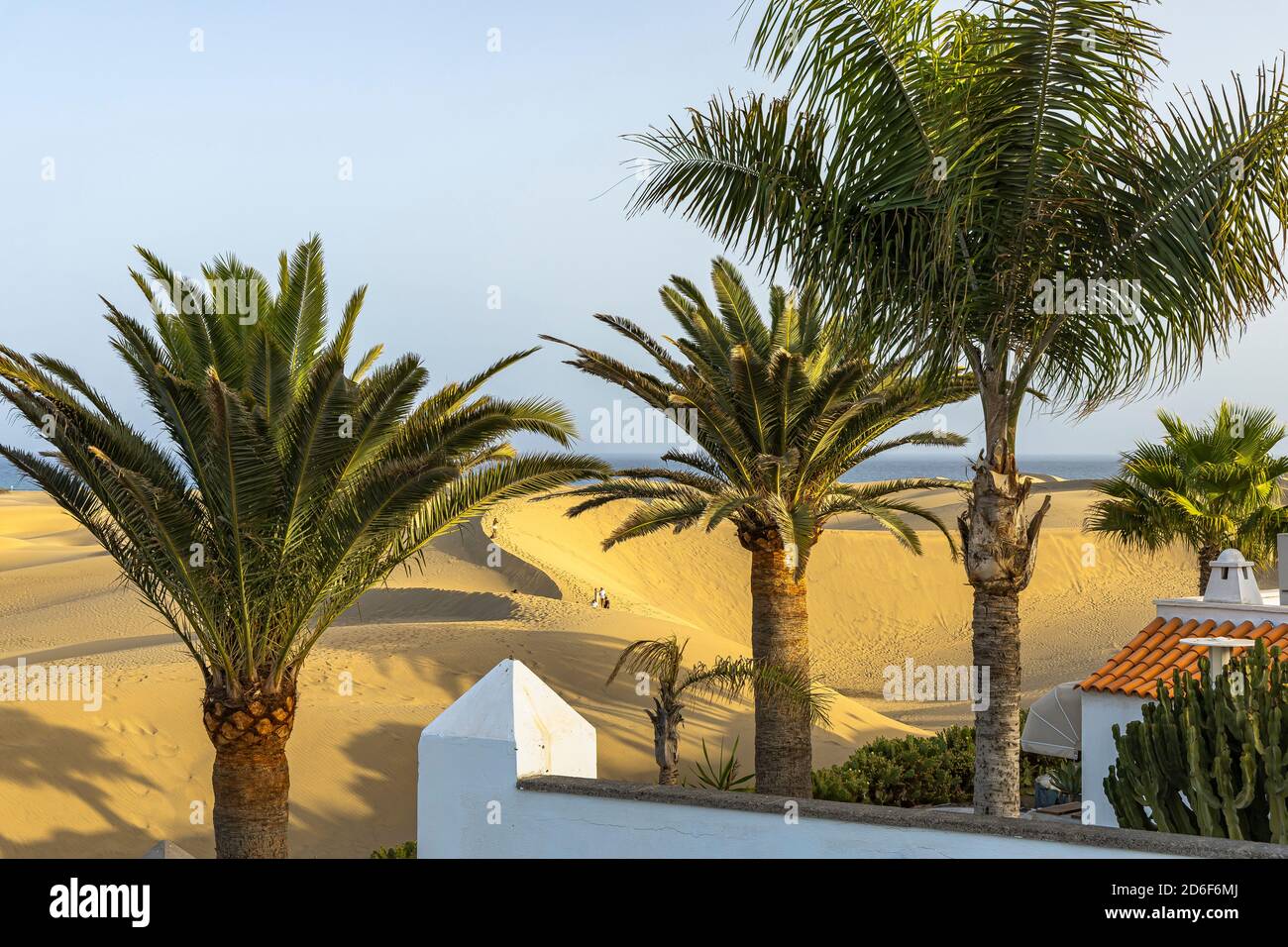 View of palm trees in front of the wide landscape of the dunes of ...