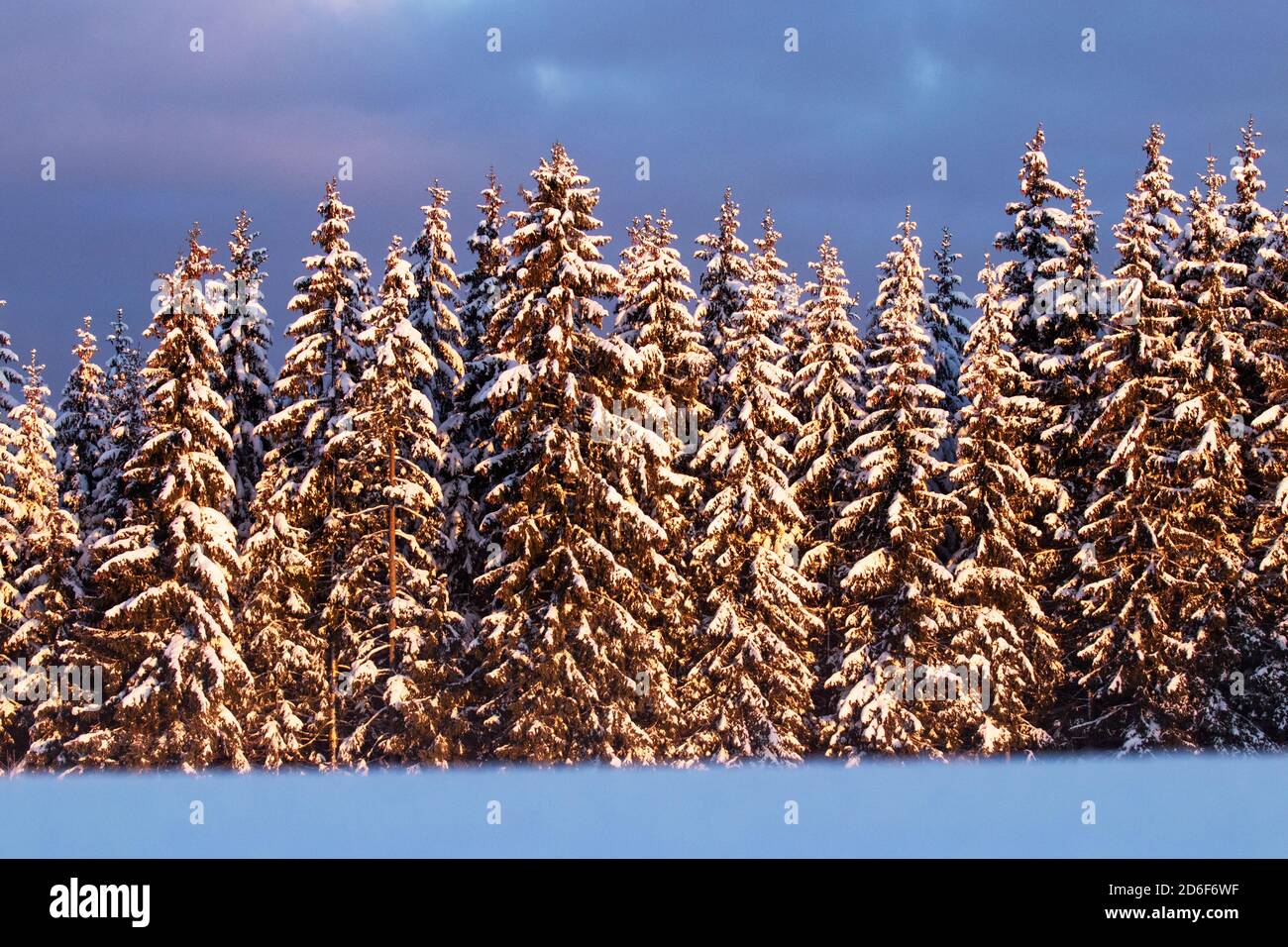 Beautiful snowy coniferous spruce forest during a cold morning sun in ...