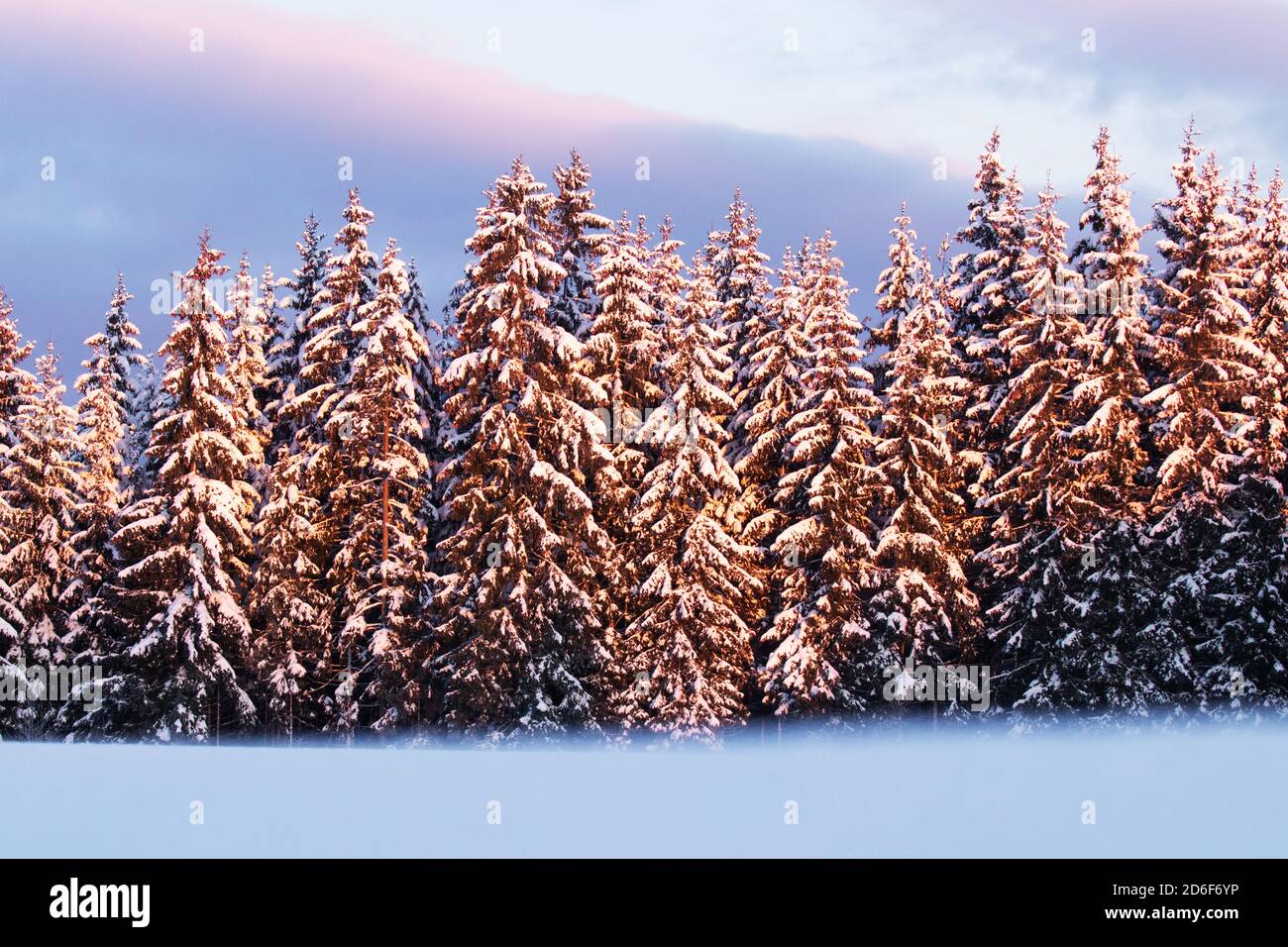 Beautiful snowy coniferous spruce forest during a cold morning sun in ...