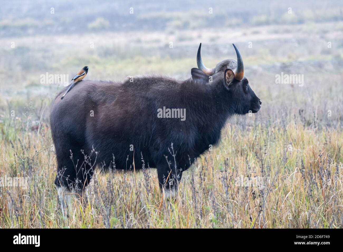 The Indian Gaur (Bos gaurus) is classified as Vulnerable Stock Photo ...