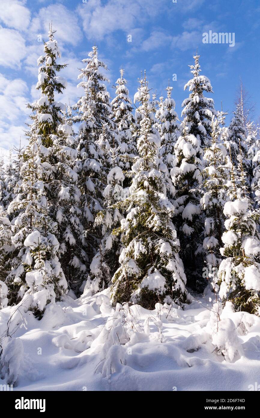 Snow covered spruce trees in a winter wonderland during a beautiful morning in a coniferous ...