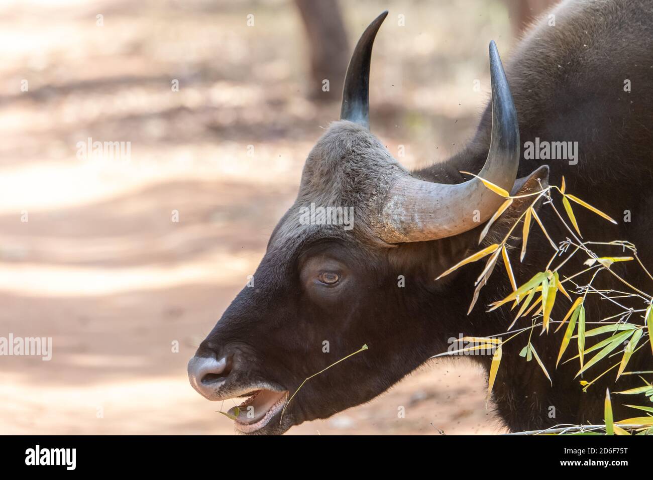 The Indian Gaur (Bos gaurus) is classified as Vulnerable Stock Photo ...