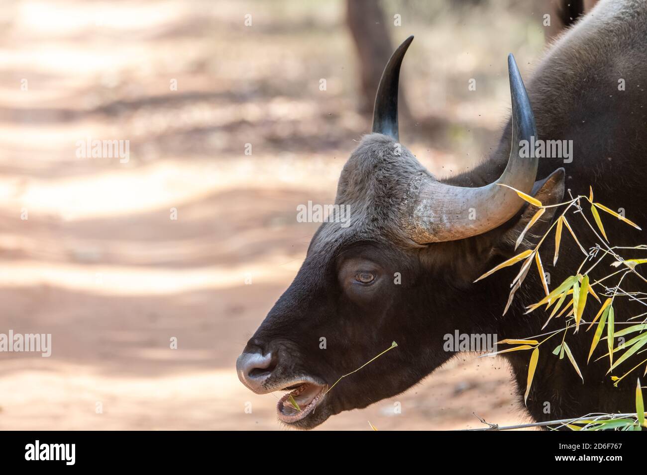 The Indian Gaur (Bos gaurus) is classified as Vulnerable Stock Photo ...
