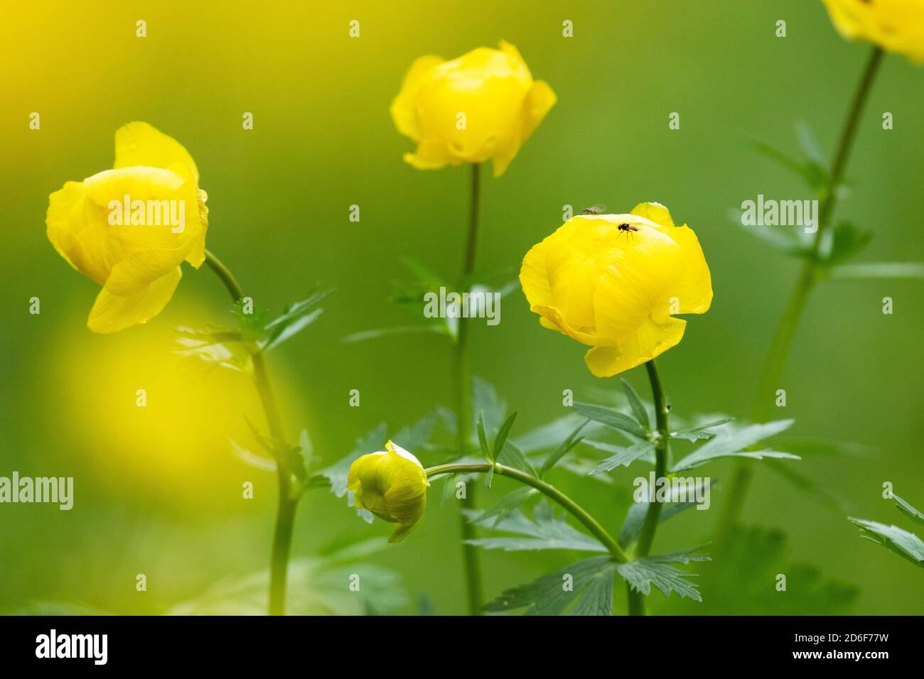 Flowering bright yellow Globeflowers, Trollius europaeus during a lush ...