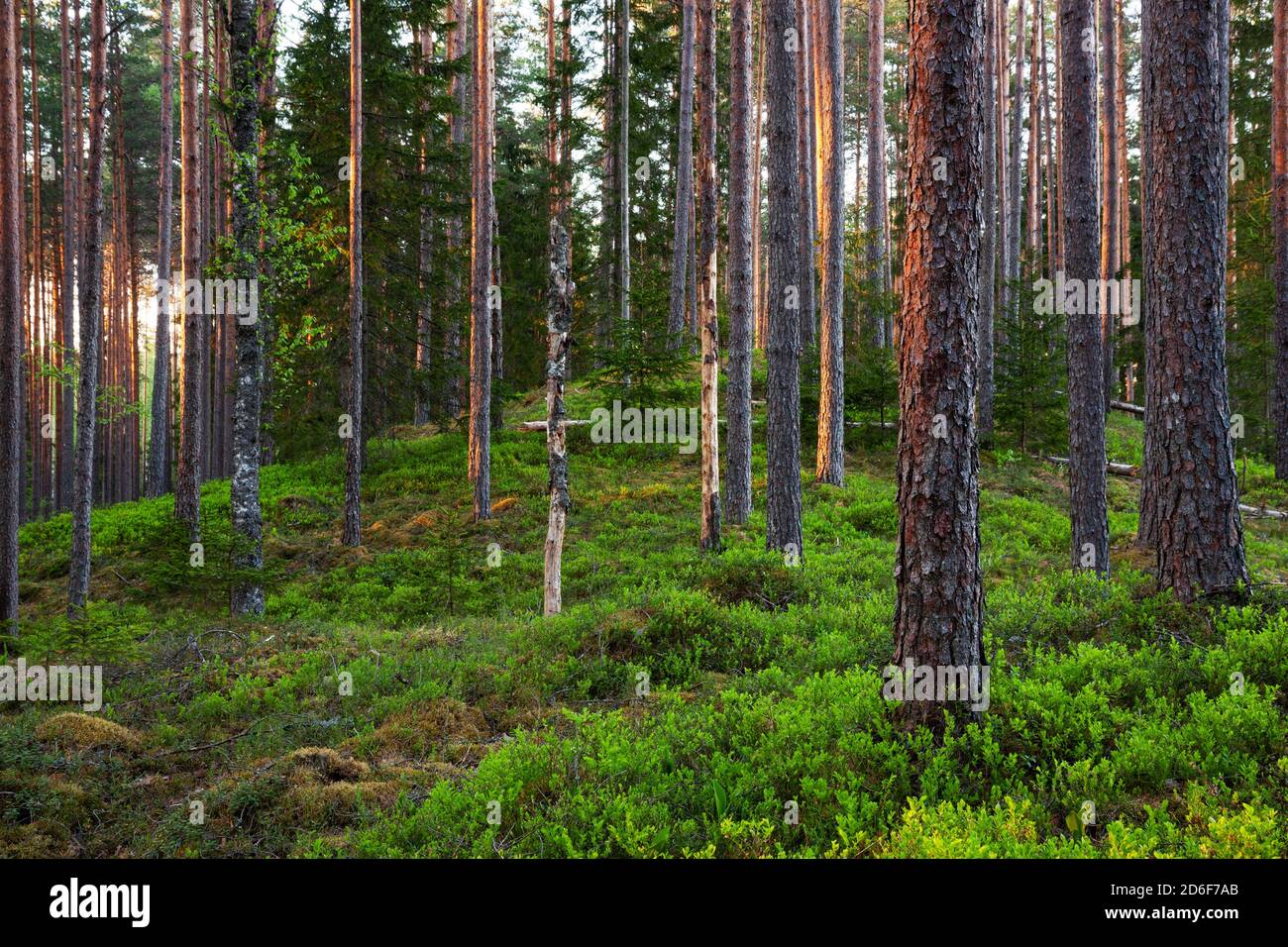 Europe european pine hi-res stock photography and images - Alamy