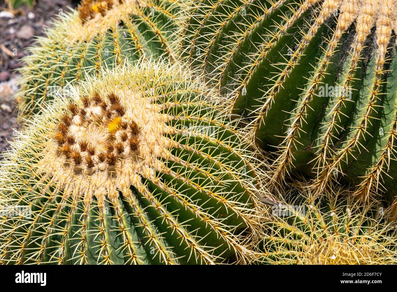 Cactus plants and palm trees in the 'Cactualdea Park' - cactus park in ...
