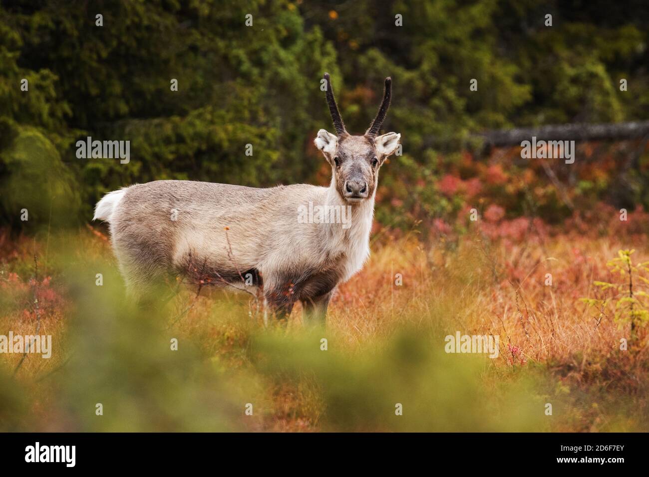 A young domestic reindeer calf with small antlers during autumn foliage ...