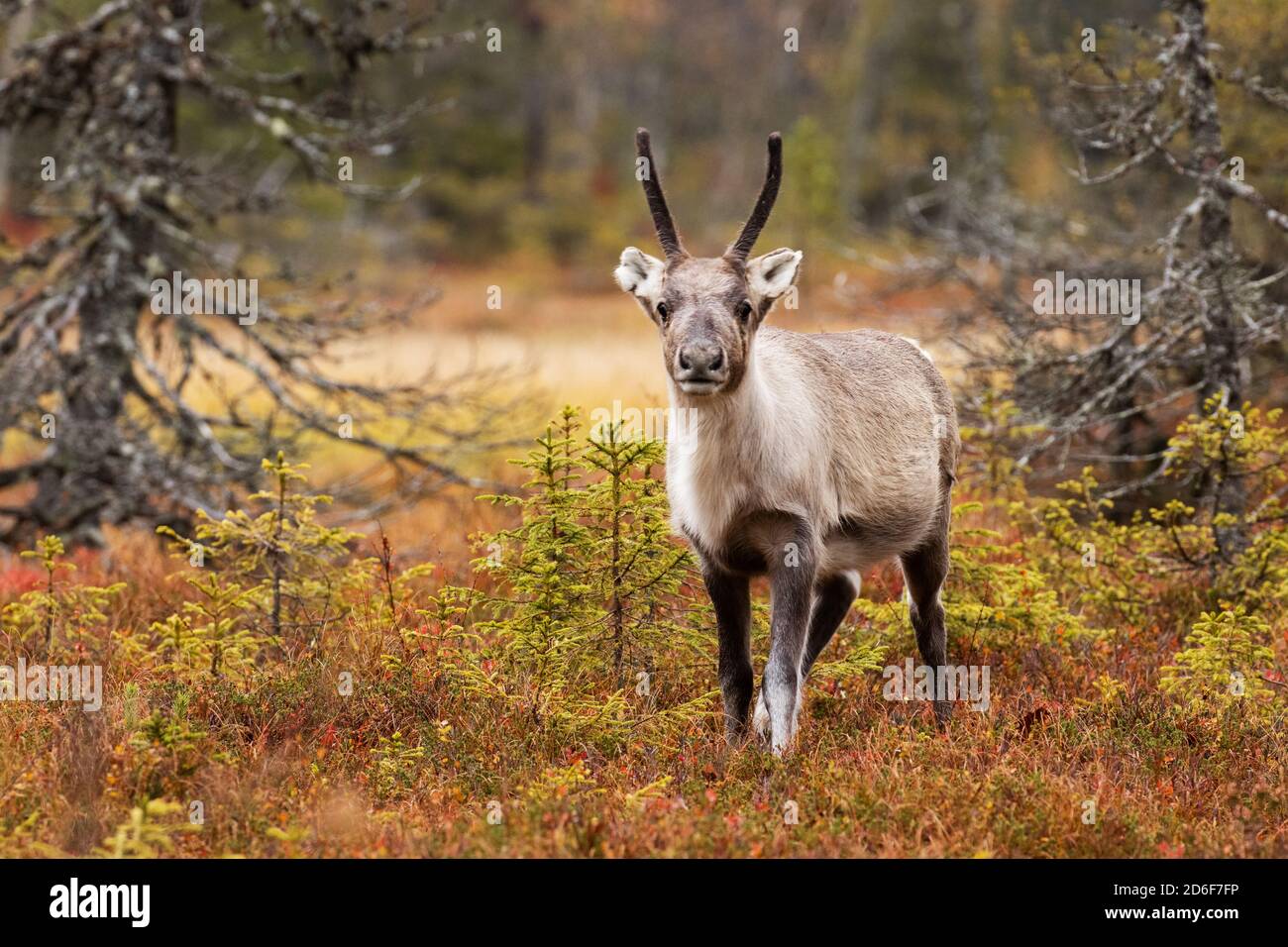 A young domestic reindeer calf with small antlers during autumn foliage ...