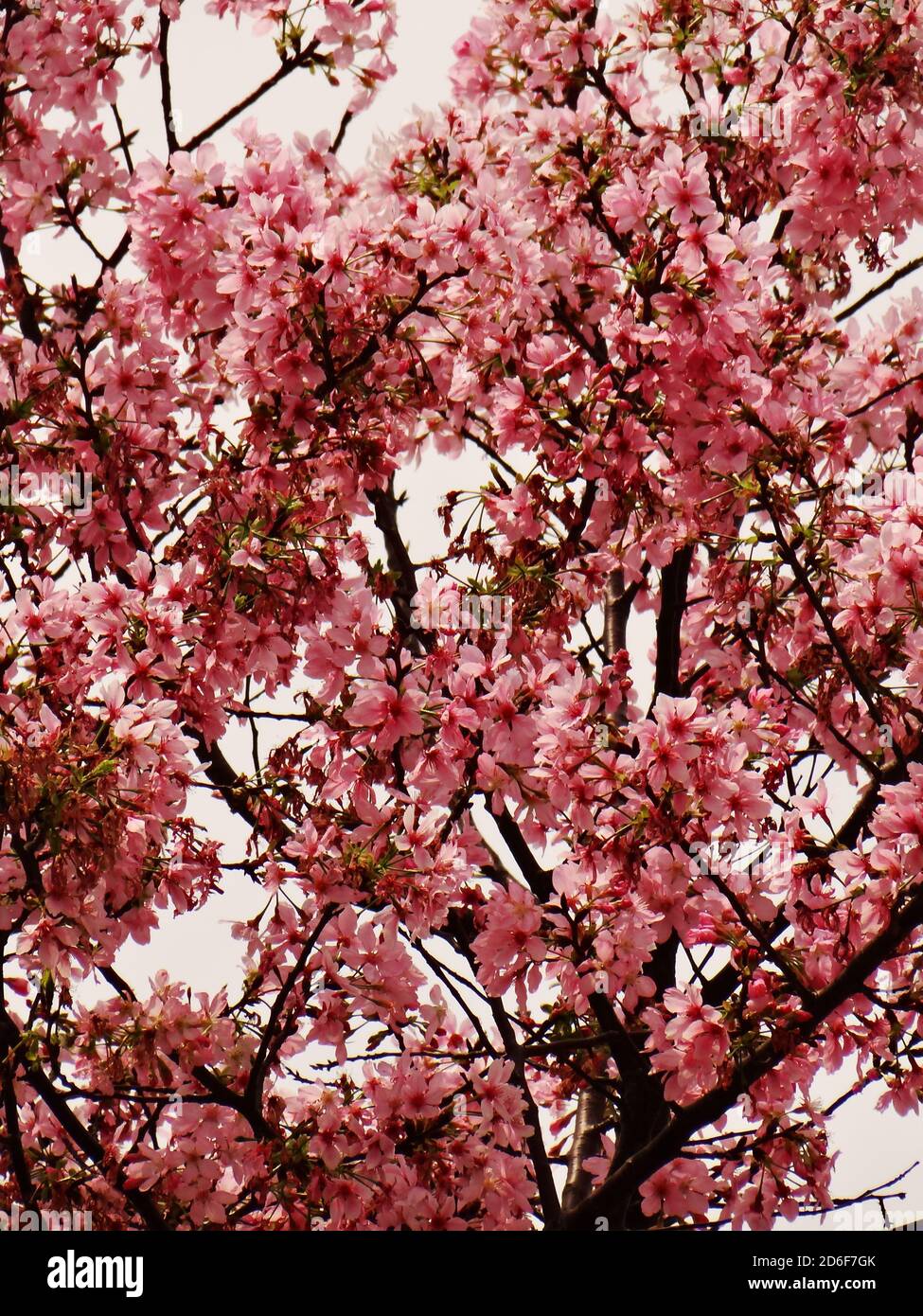 Vertical low angle shot of cherry blossom Stock Photo - Alamy