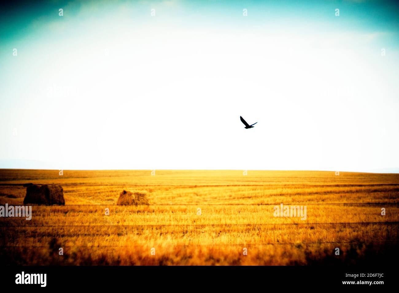 Flying hay bird hi-res stock photography and images - Alamy
