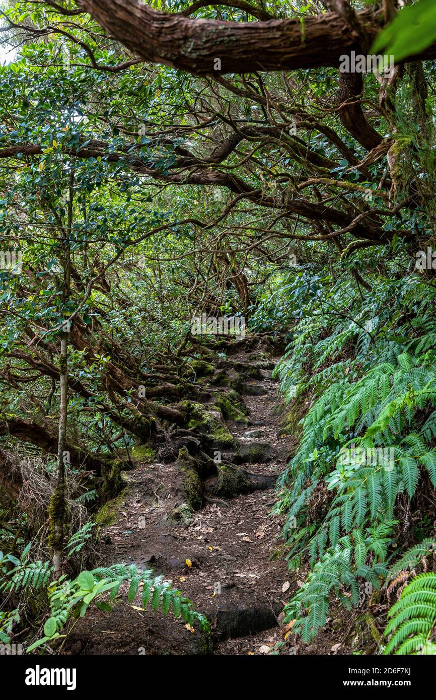 Hiking trail 'Bosque Encantado' with moss-covered trees and ferns in ...