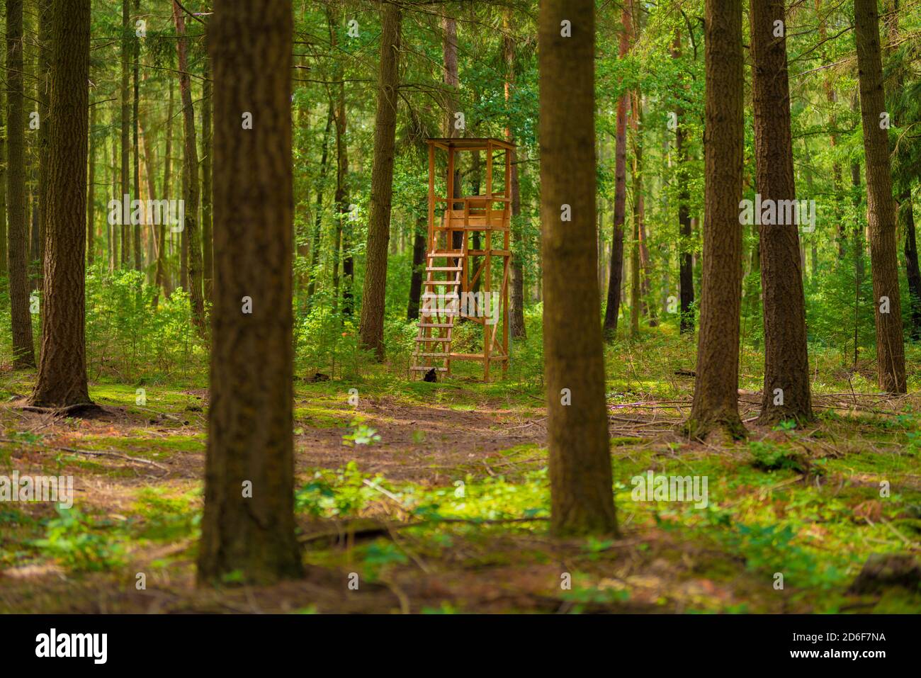 High stand in the spruce forest, selective sharpness, background sharp ...