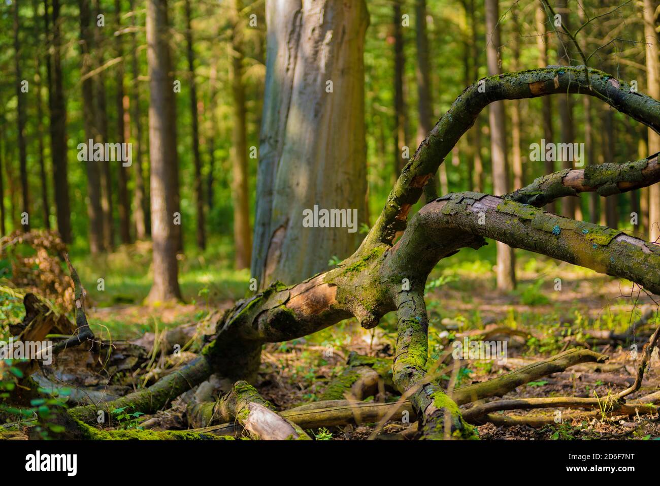 broken treecrown of a beech, selective sharpness, background blurred ...