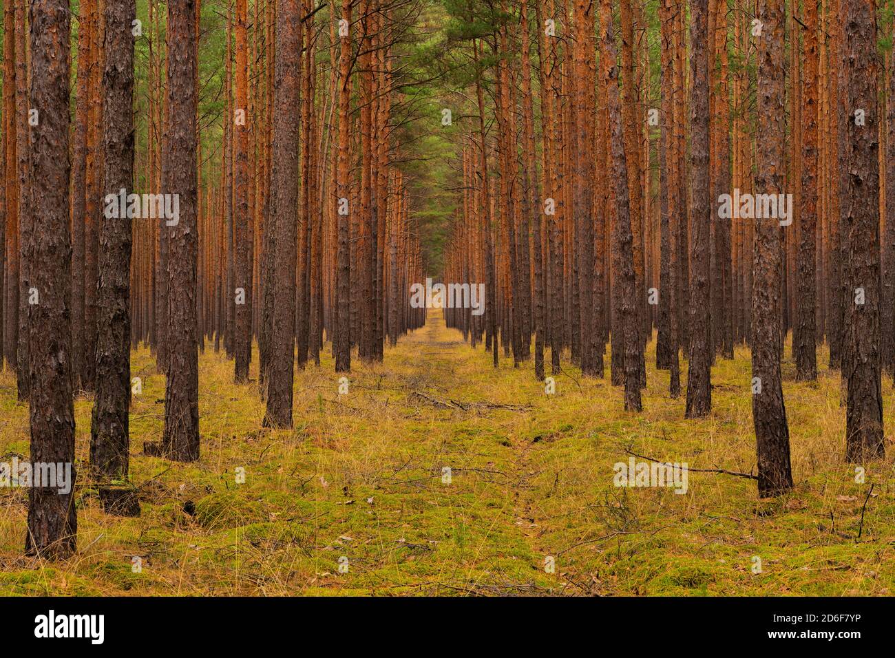 logging trail in a pine forest Stock Photo - Alamy
