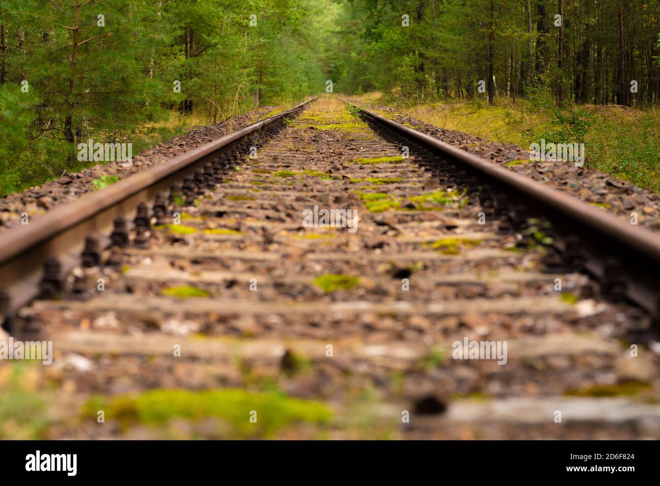old railway tracks in a pine forest, track bed covered with moss ...