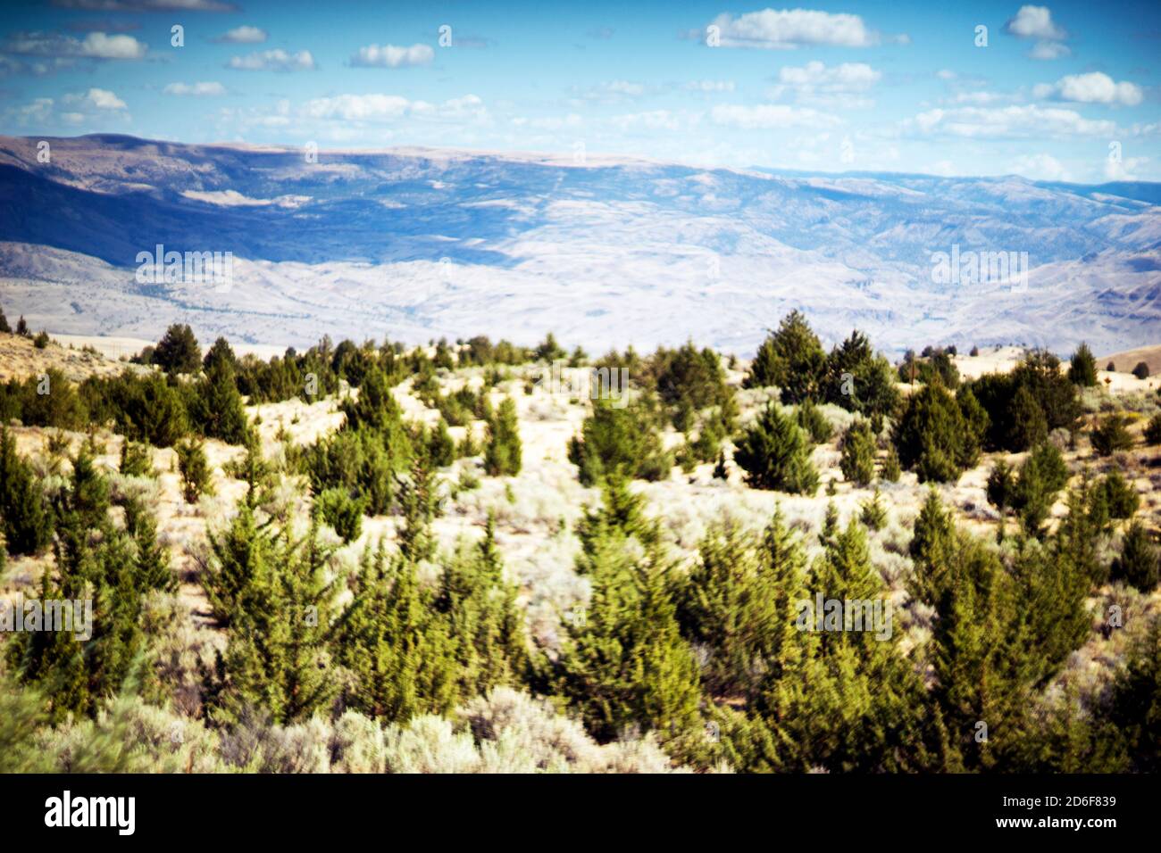 Golden trees and evergreens hi-res stock photography and images - Alamy