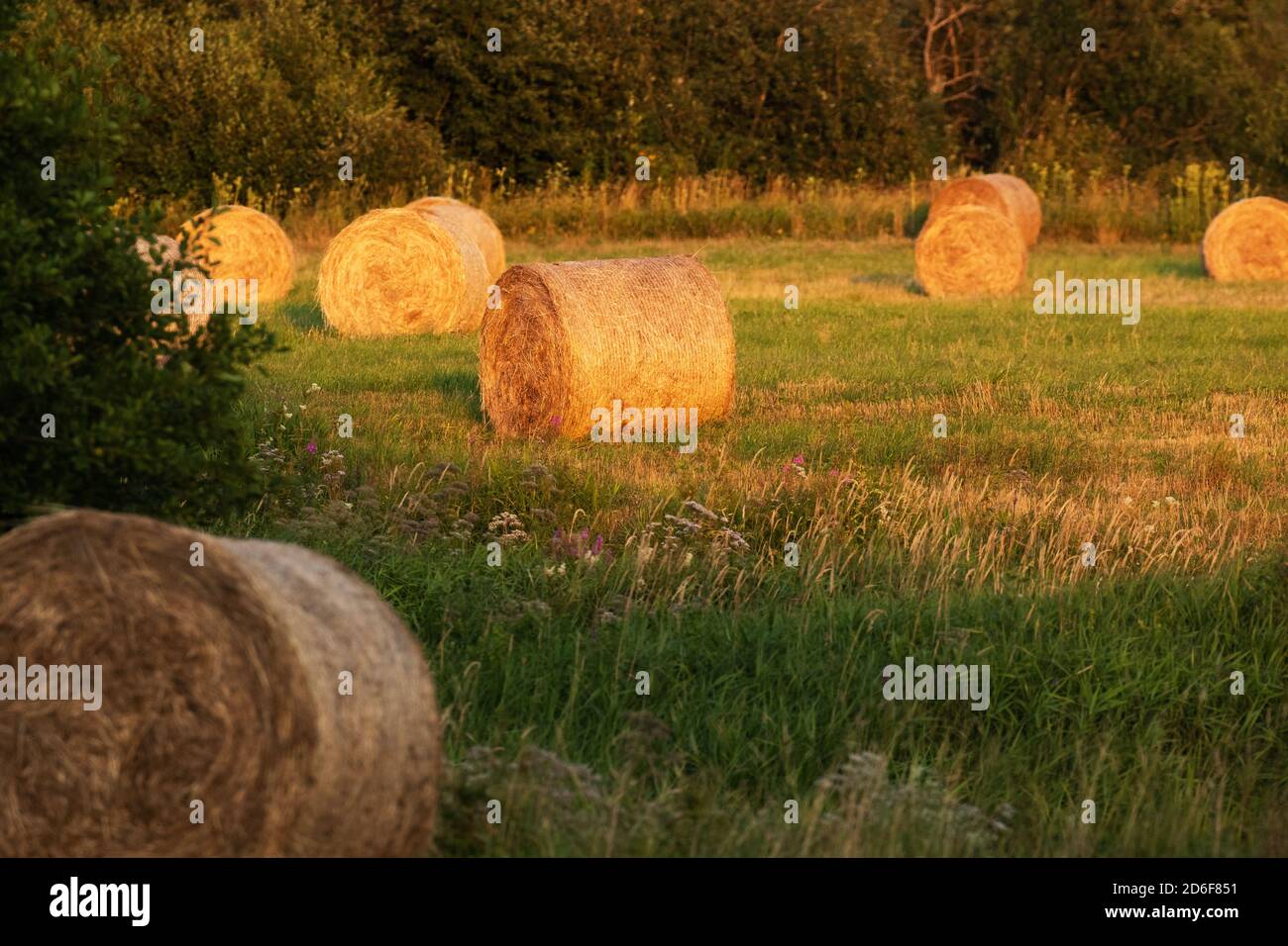 Golden hay field hi-res stock photography and images - Alamy