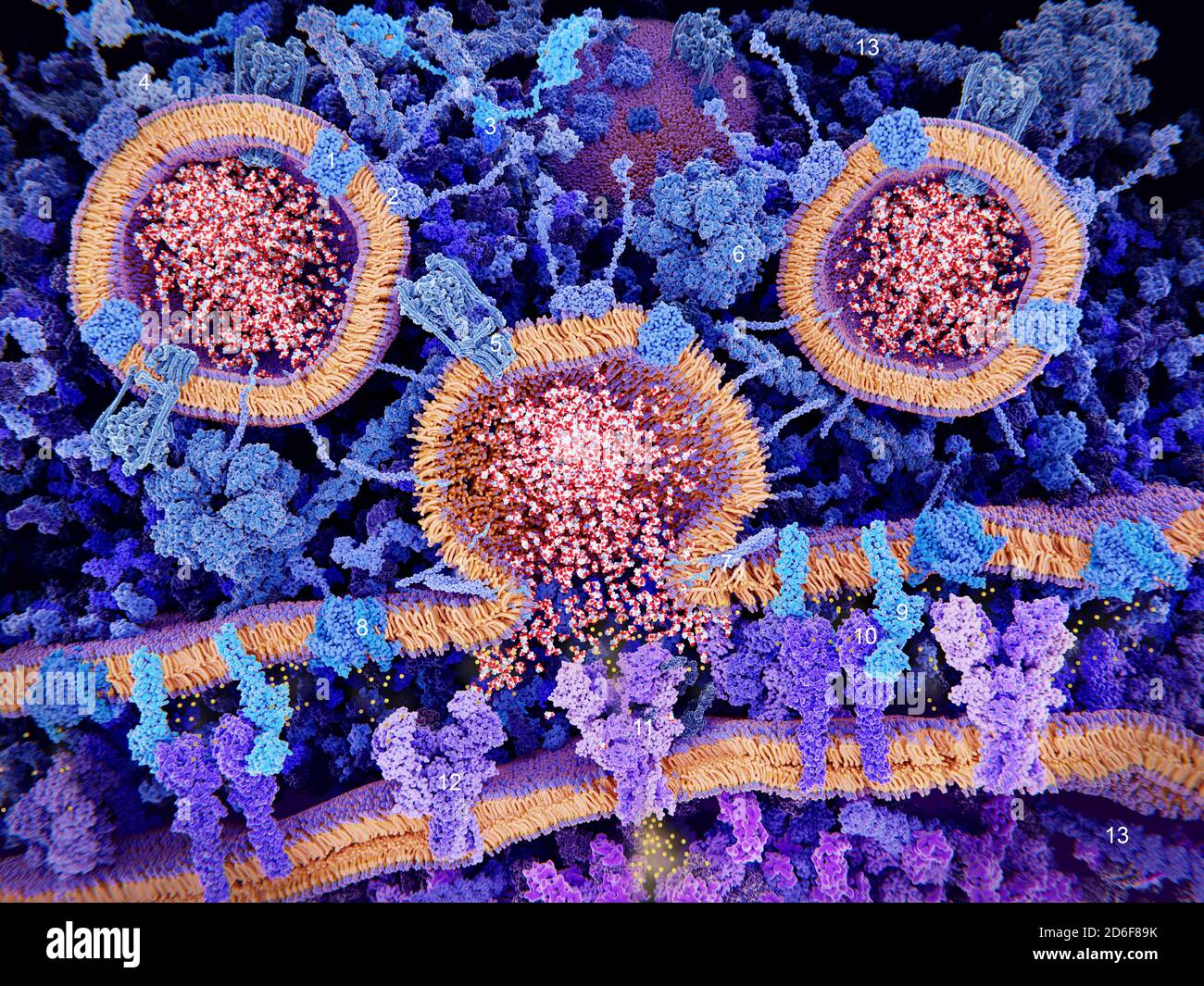 Excitatory synapse, illustration. A synapse is a junction between two ...