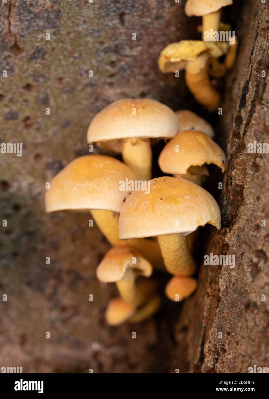 on a tree trunk grow small yellow tree fungi next to and above each ...