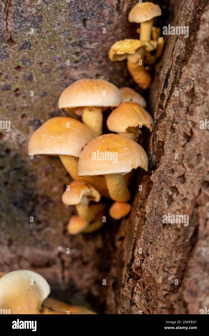 on a tree trunk grow small yellow tree fungi next to and above each ...