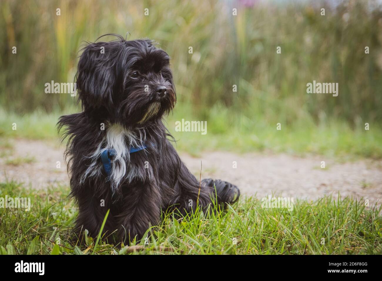Bolonka hi-res stock photography and images - Alamy