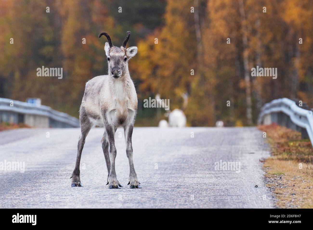 A young Reindeer standing on an asphalt road in Lapland, Northern ...