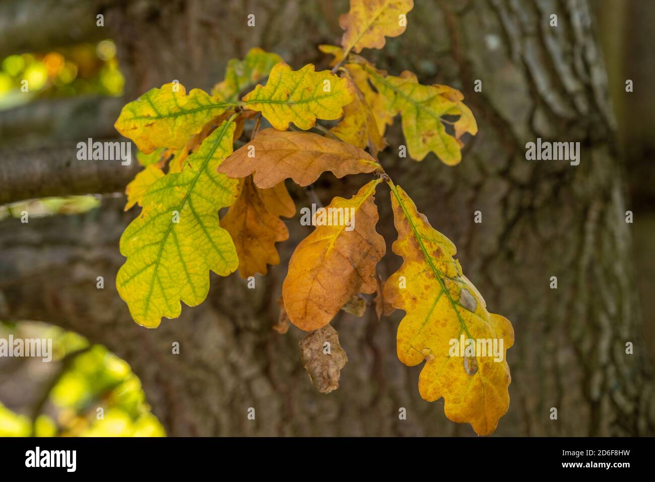colorful autumn leaves and acorns hang from the branches of an oak tree ...