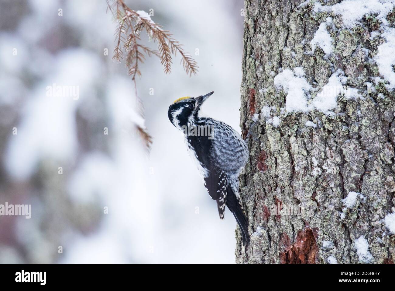 Eurasian three-toed woodpecker (Picoides tridactylus) on a tree in an ...