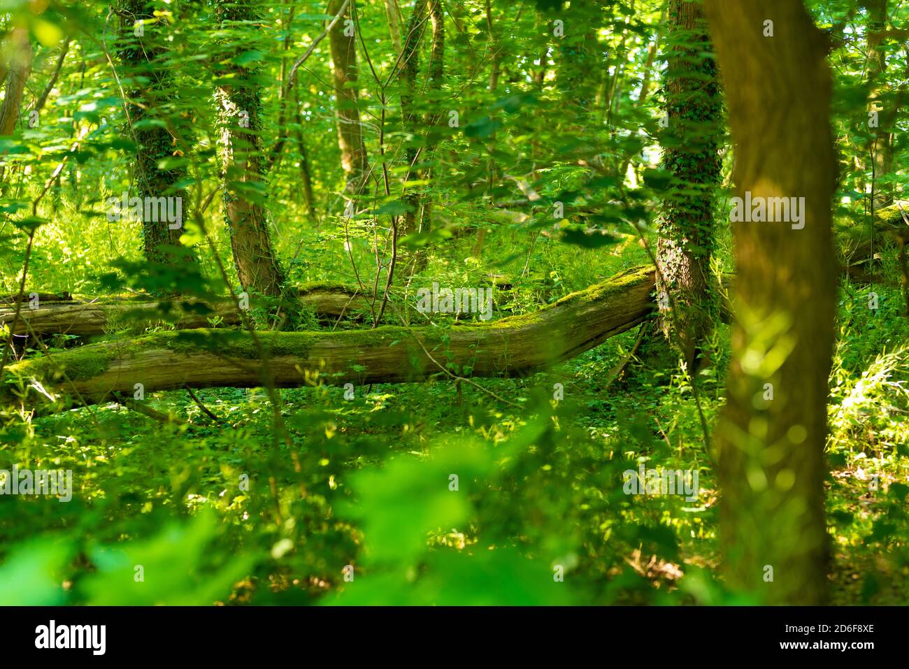 Overturned trees hi-res stock photography and images - Alamy