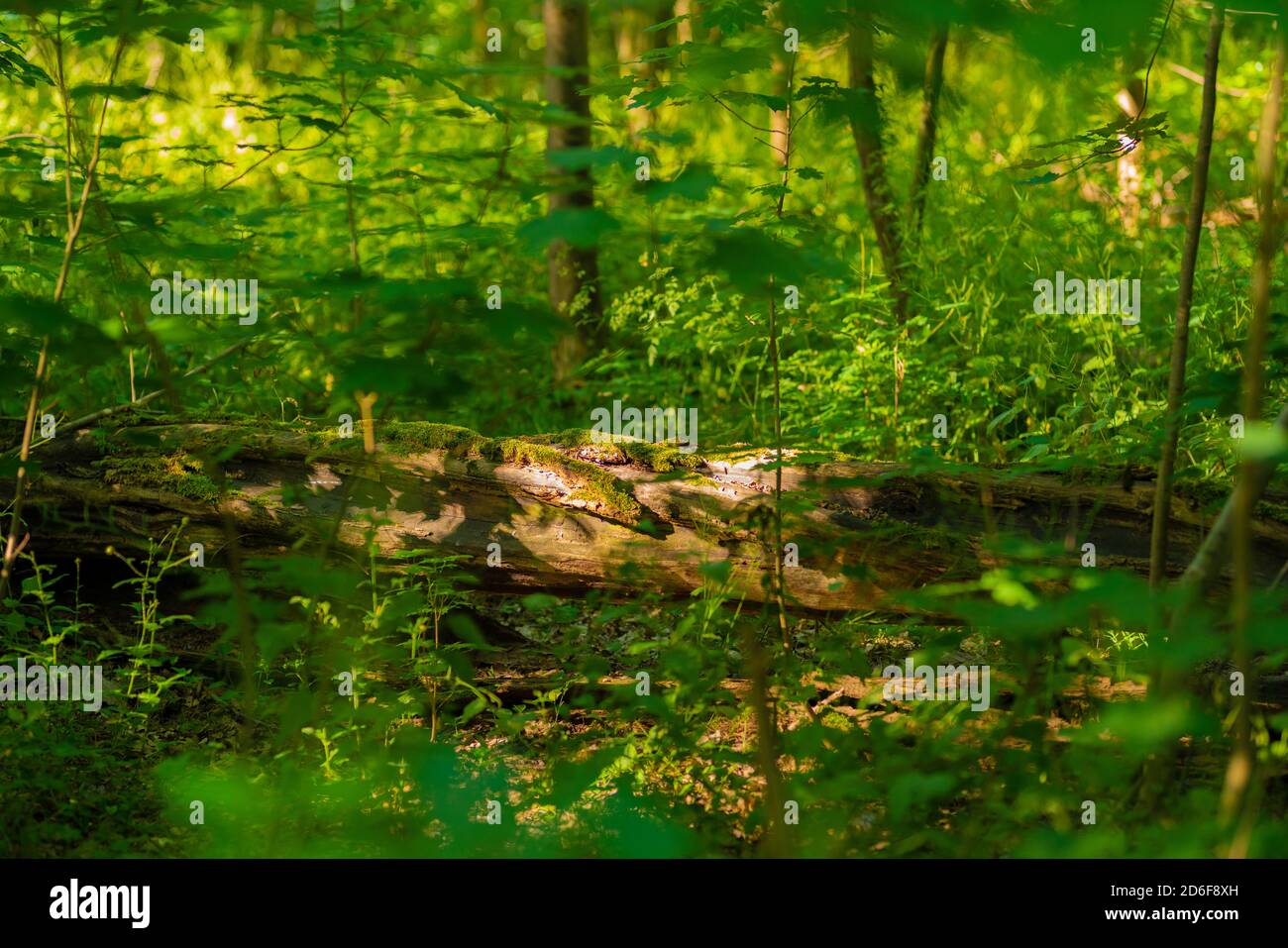 Overturned trees hi-res stock photography and images - Alamy