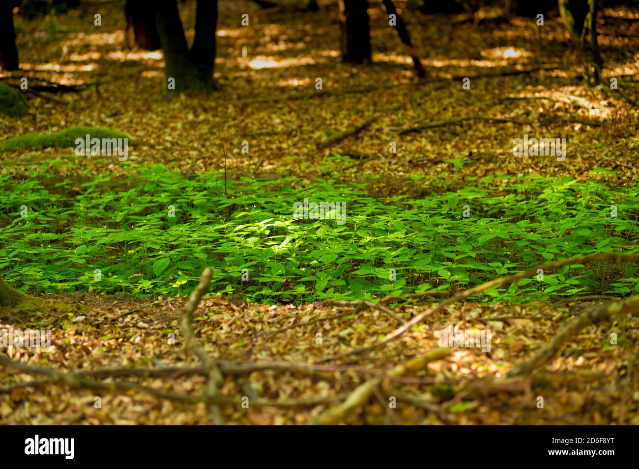 Backfire hi-res stock photography and images - Alamy