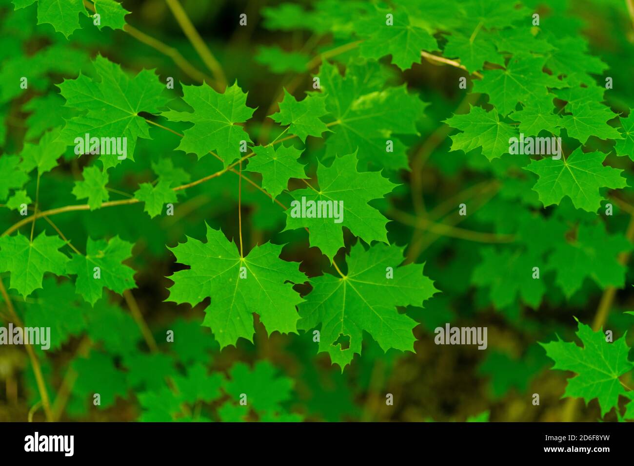 Small young maple tree in the forest in the summer in Germany Stock ...