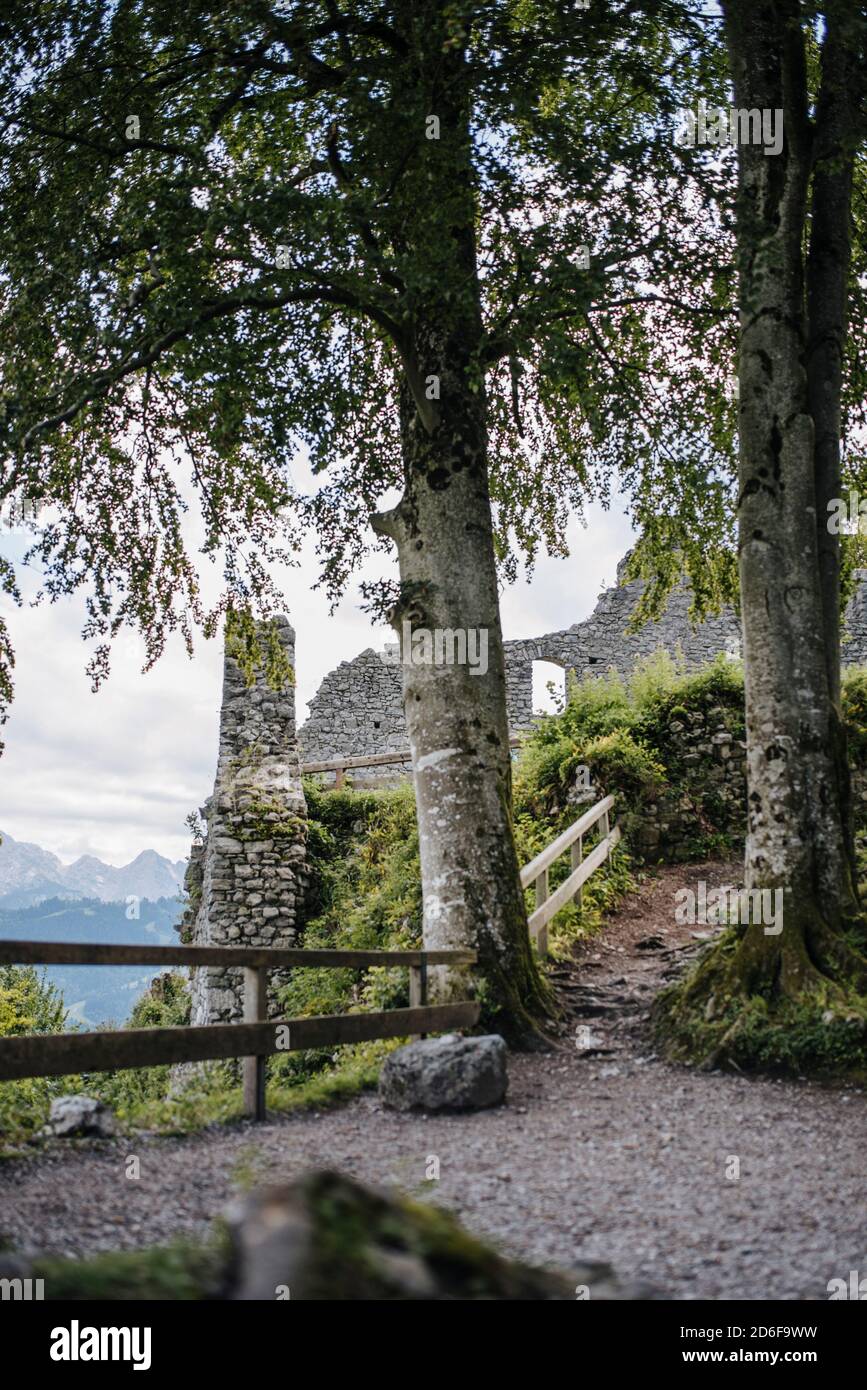 two trees grow in the inner part of the Werdenfels castle ruins ...