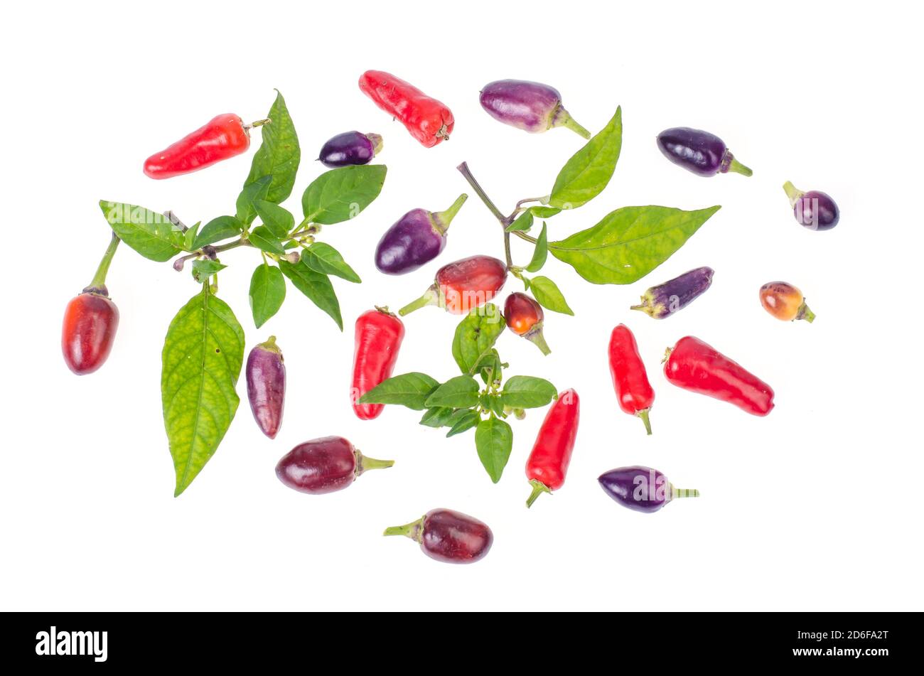 Bright colorful small spicy hot pepper pods. Studio Photo Stock Photo ...