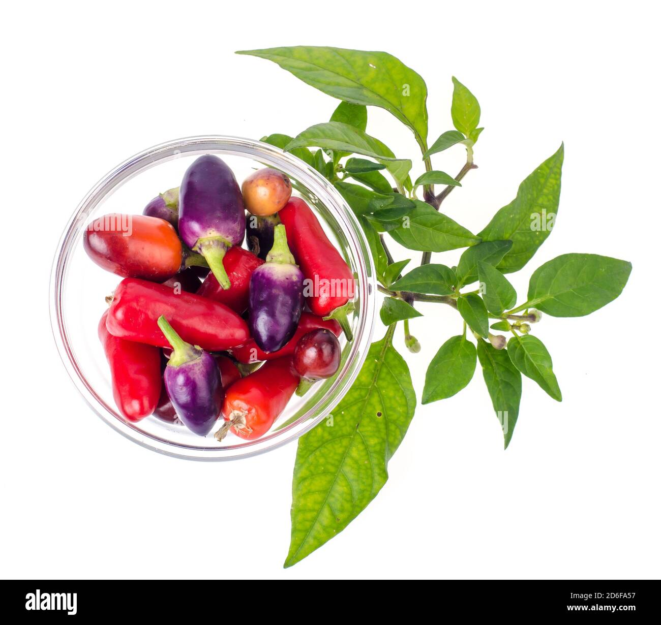 Bright colorful small spicy hot pepper pods. Studio Photo Stock Photo ...