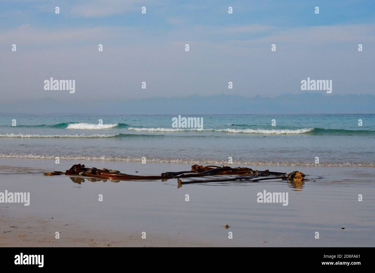 Beach with kelp Stock Photo - Alamy