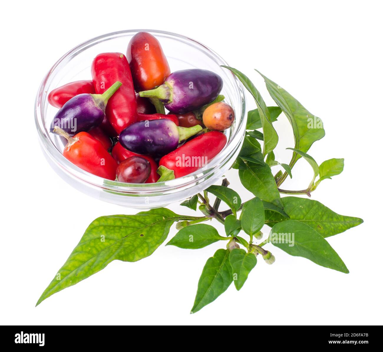 Bright colorful small spicy hot pepper pods. Studio Photo Stock Photo ...