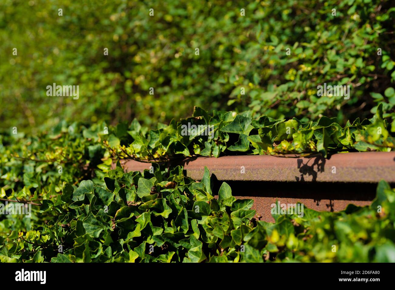 old railway track, grown with ivy Stock Photo - Alamy