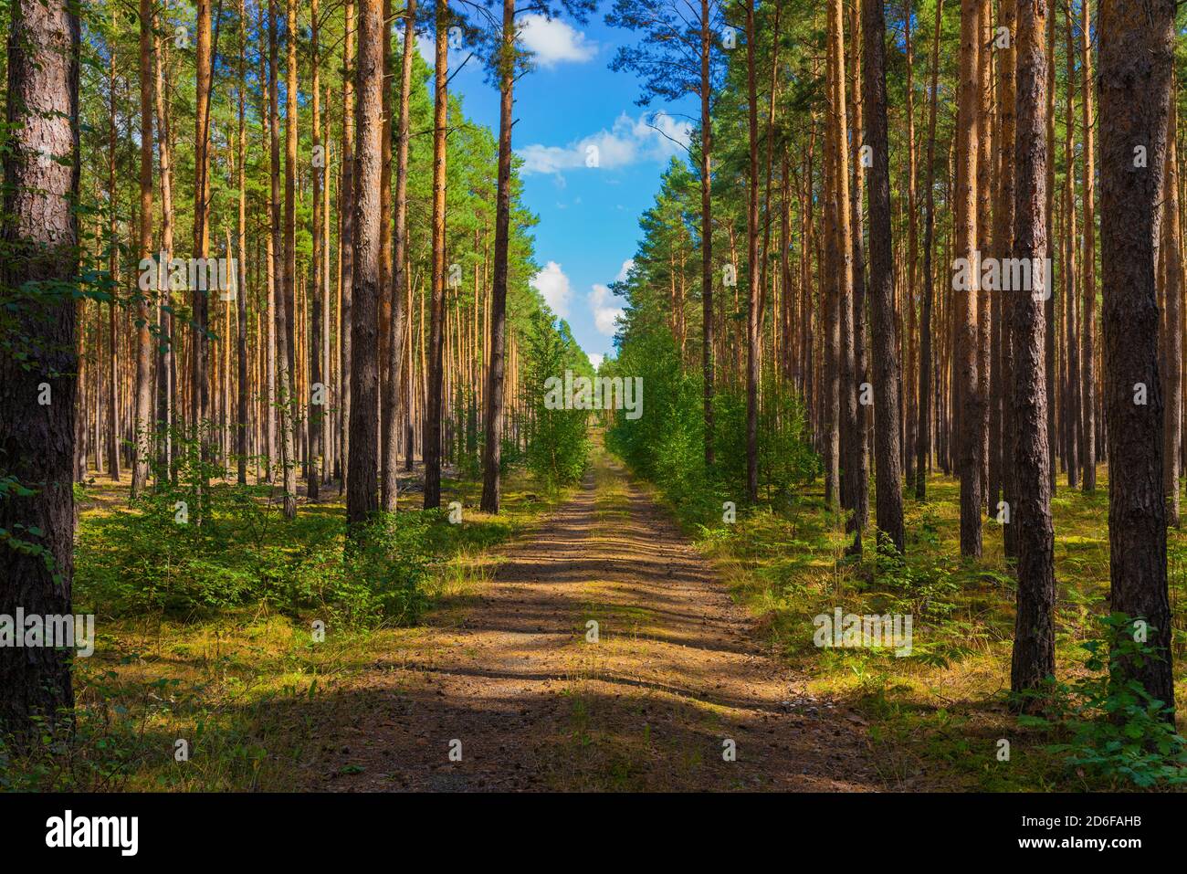 Forest trail in a pine forest in Germany Stock Photo - Alamy