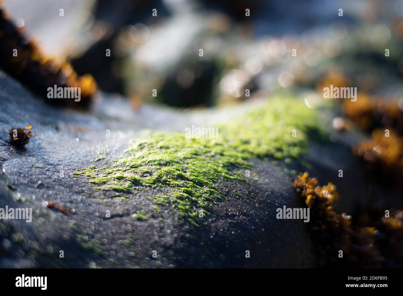 Vascular seaweed hi-res stock photography and images - Alamy