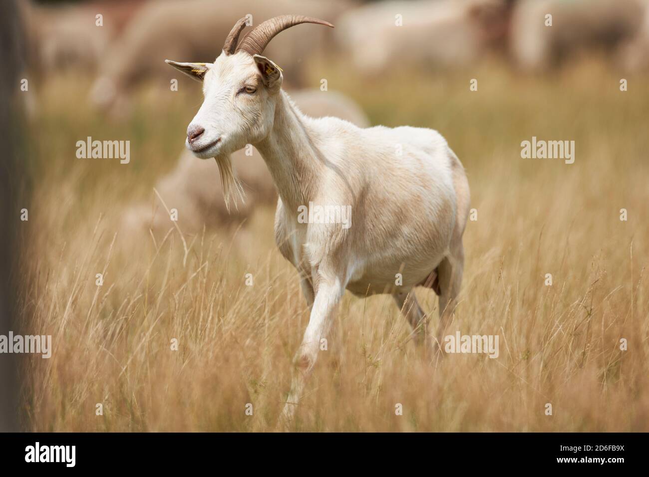 Western goats beard hi-res stock photography and images - Alamy