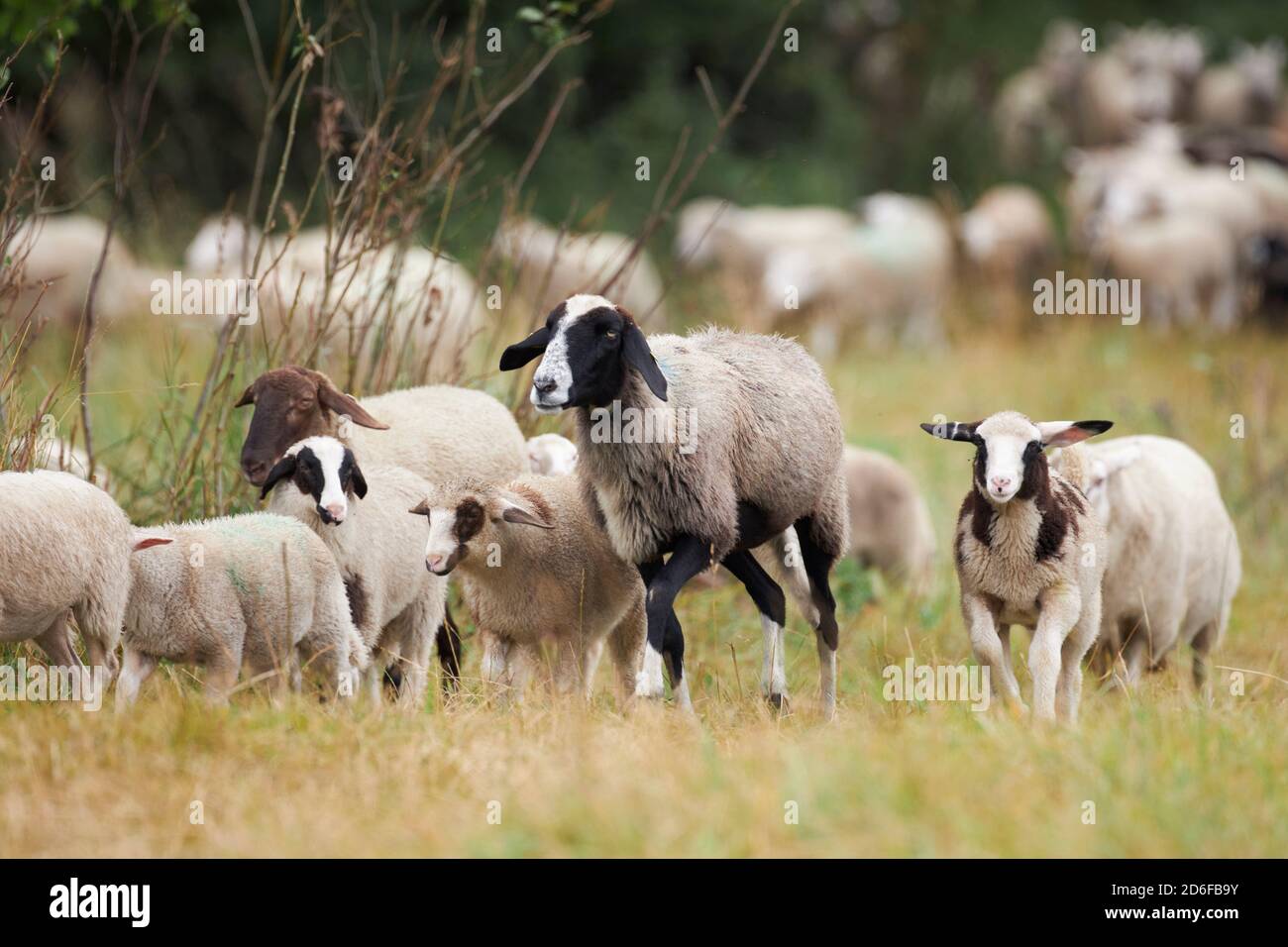 Lambs group black white hi-res stock photography and images - Alamy