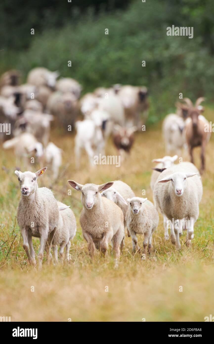 Skipping lamb hi-res stock photography and images - Alamy