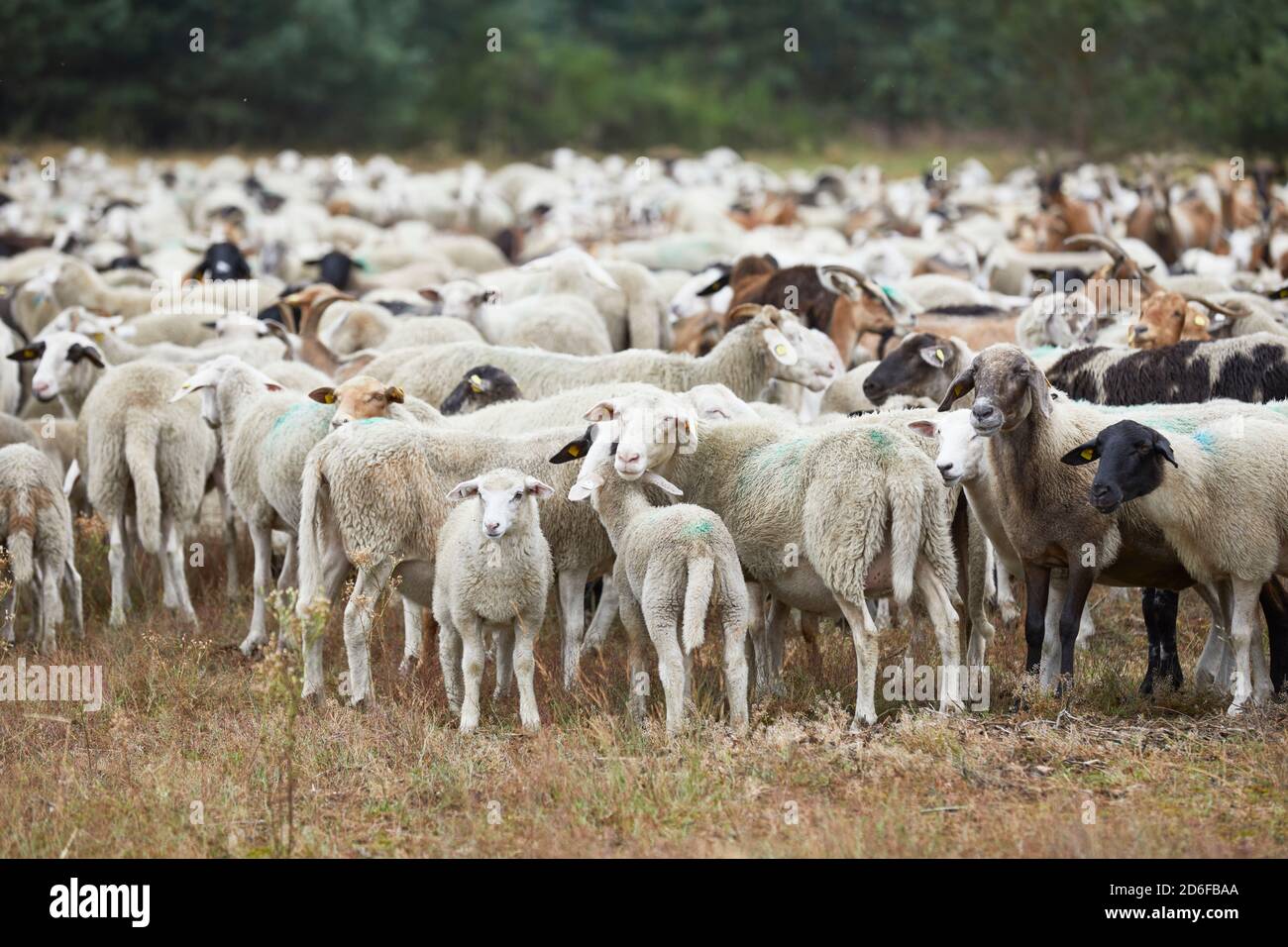 Flock of sheep Stock Photo - Alamy