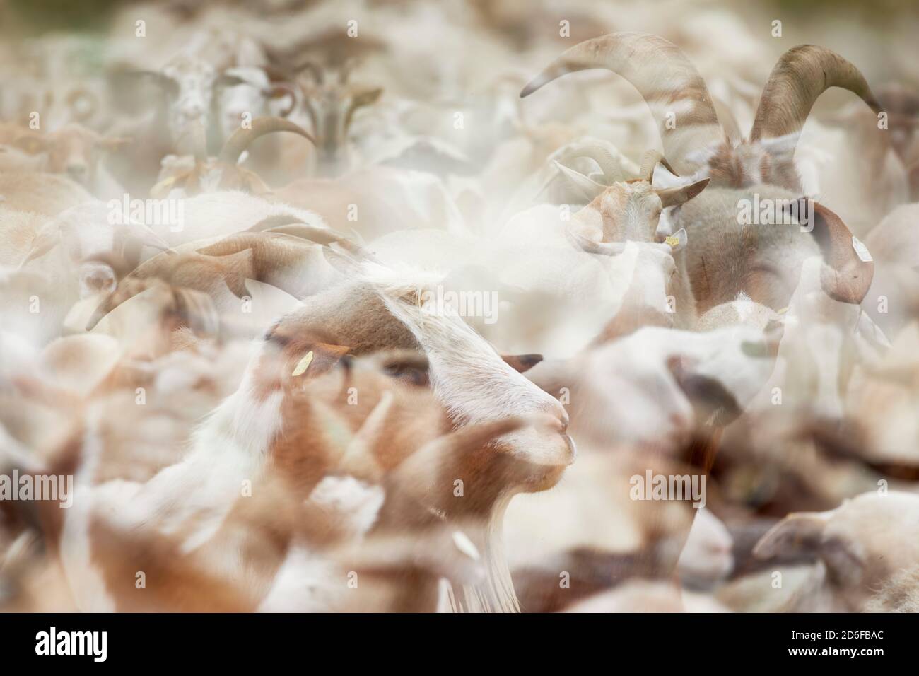 Goats, herd, multiple exposure Stock Photo - Alamy