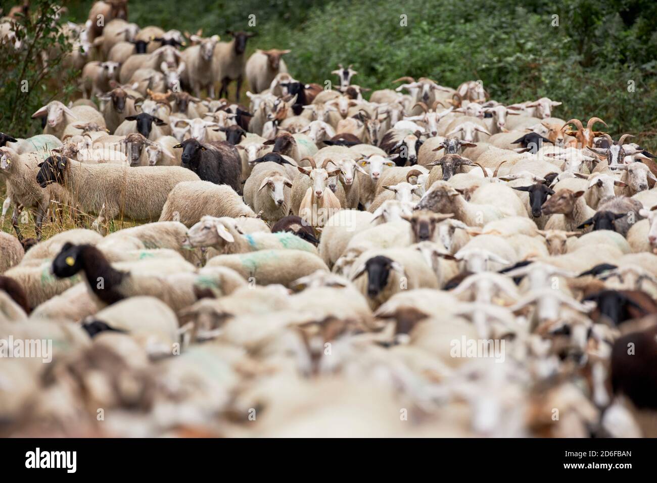 Flock of sheep, pull, way Stock Photo - Alamy