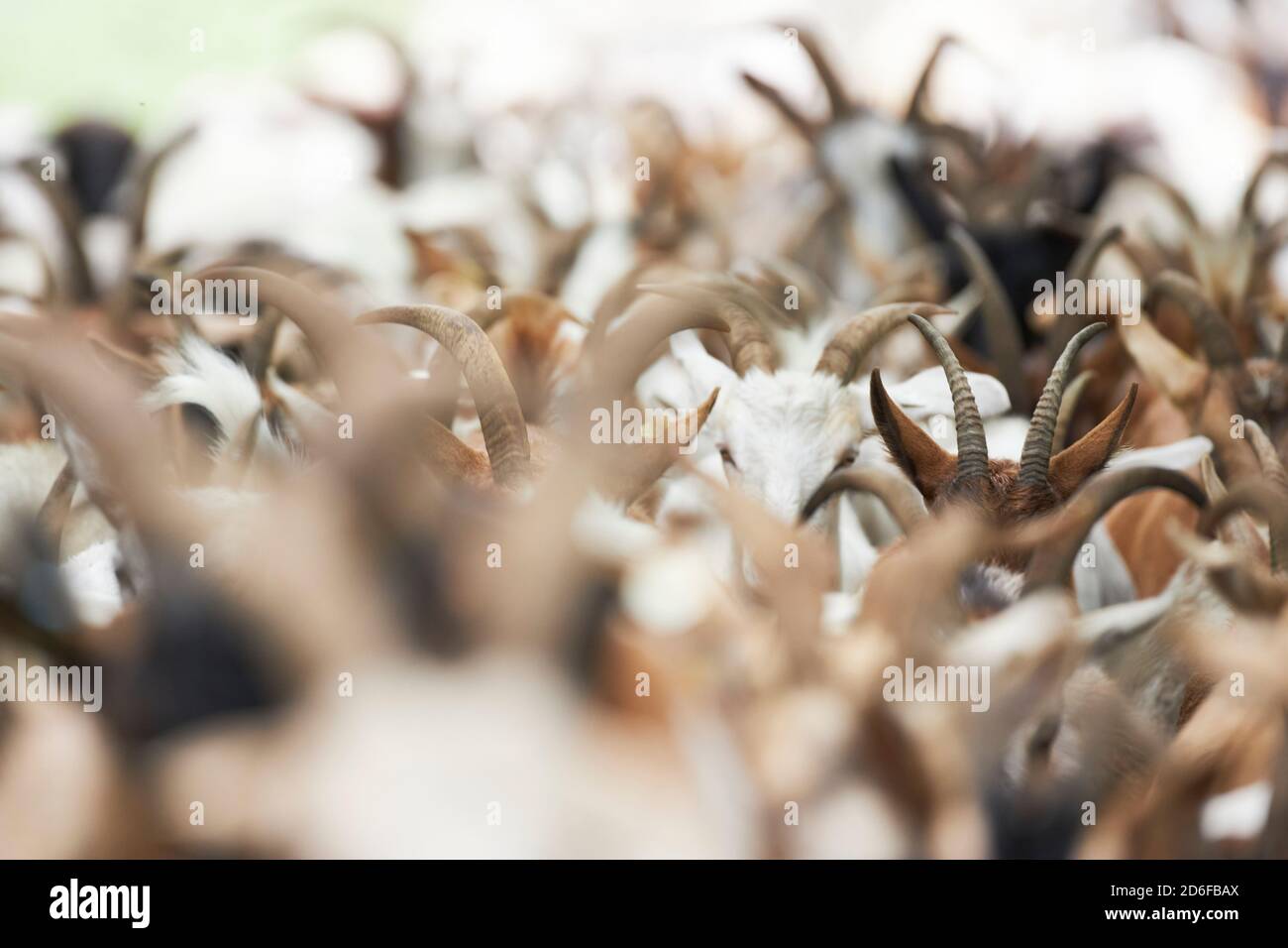 Multiple goats hi-res stock photography and images - Alamy