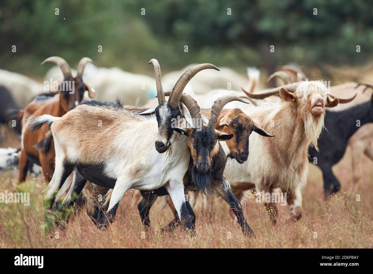 Brawl animals hi-res stock photography and images - Alamy