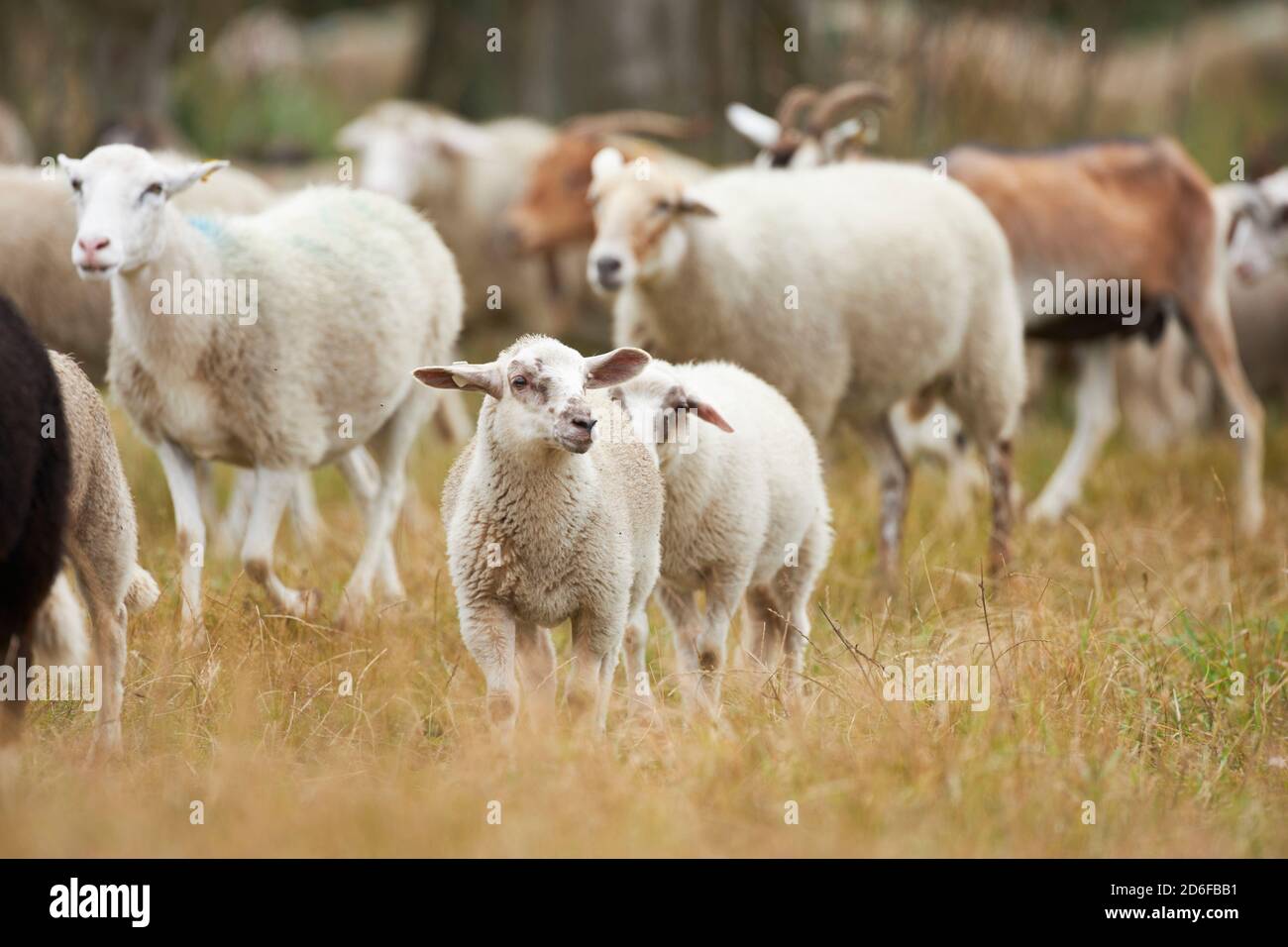 Lot of sheep hi-res stock photography and images - Alamy