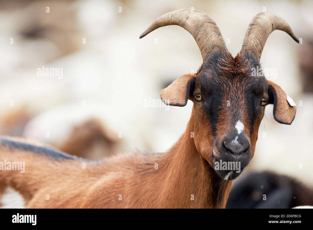 Goat production hi-res stock photography and images - Alamy